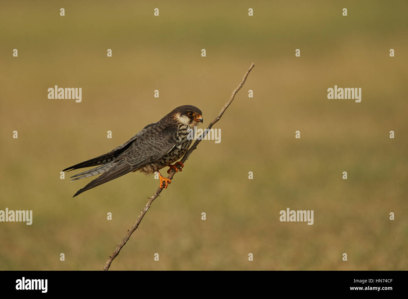 The small raptor Amur falcon rests on the grassy lands looking far away ...