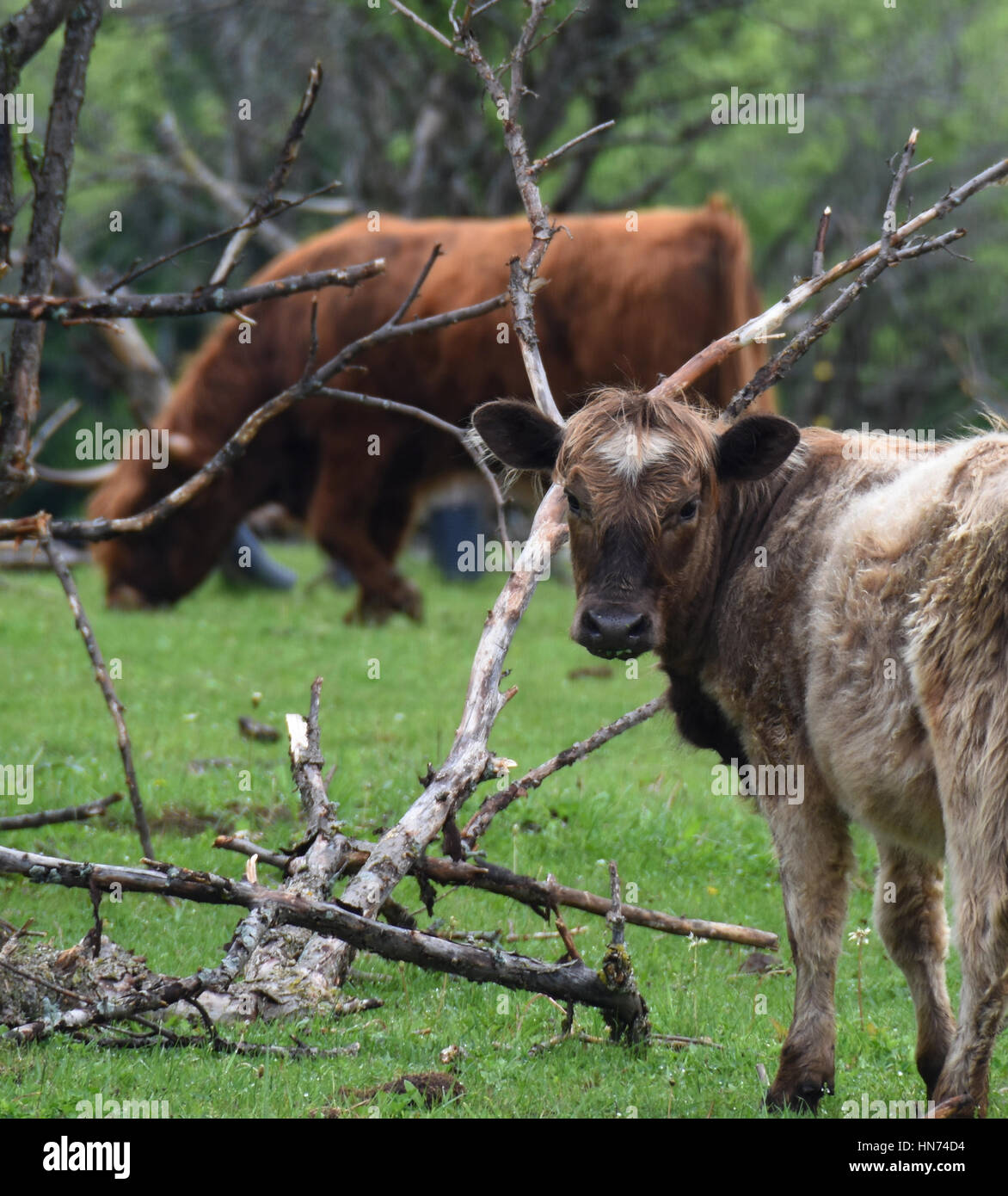Scottish Highlander Cattle High Resolution Stock Photography and Images ...