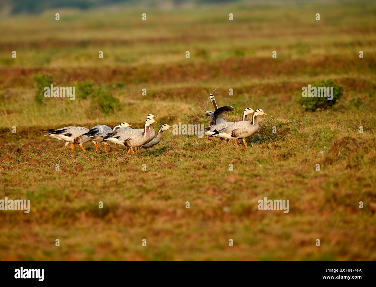 Bar-headed geese with powerful outstretched wings flying high from ...