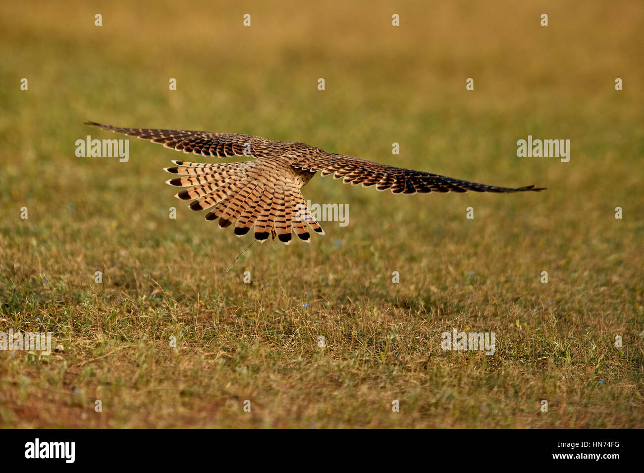 Amazing Back pose of a Common kestrel bird in flight with fully ...