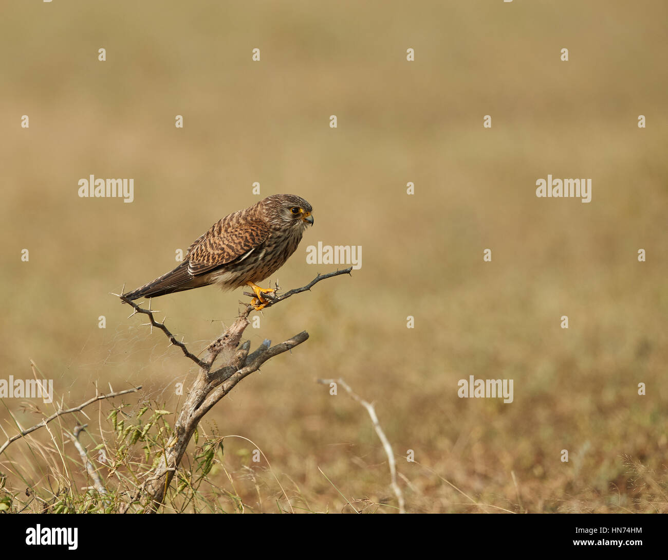 A common kestrel female with fully extended spread out wings just about ...