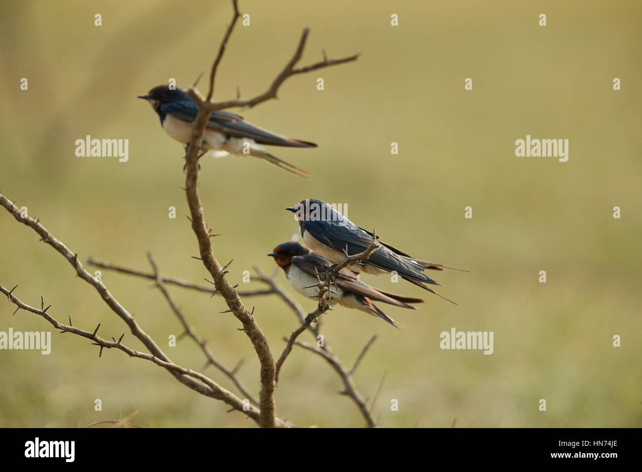 Barn Swallow sitting on a tree branch Stock Photo - Alamy