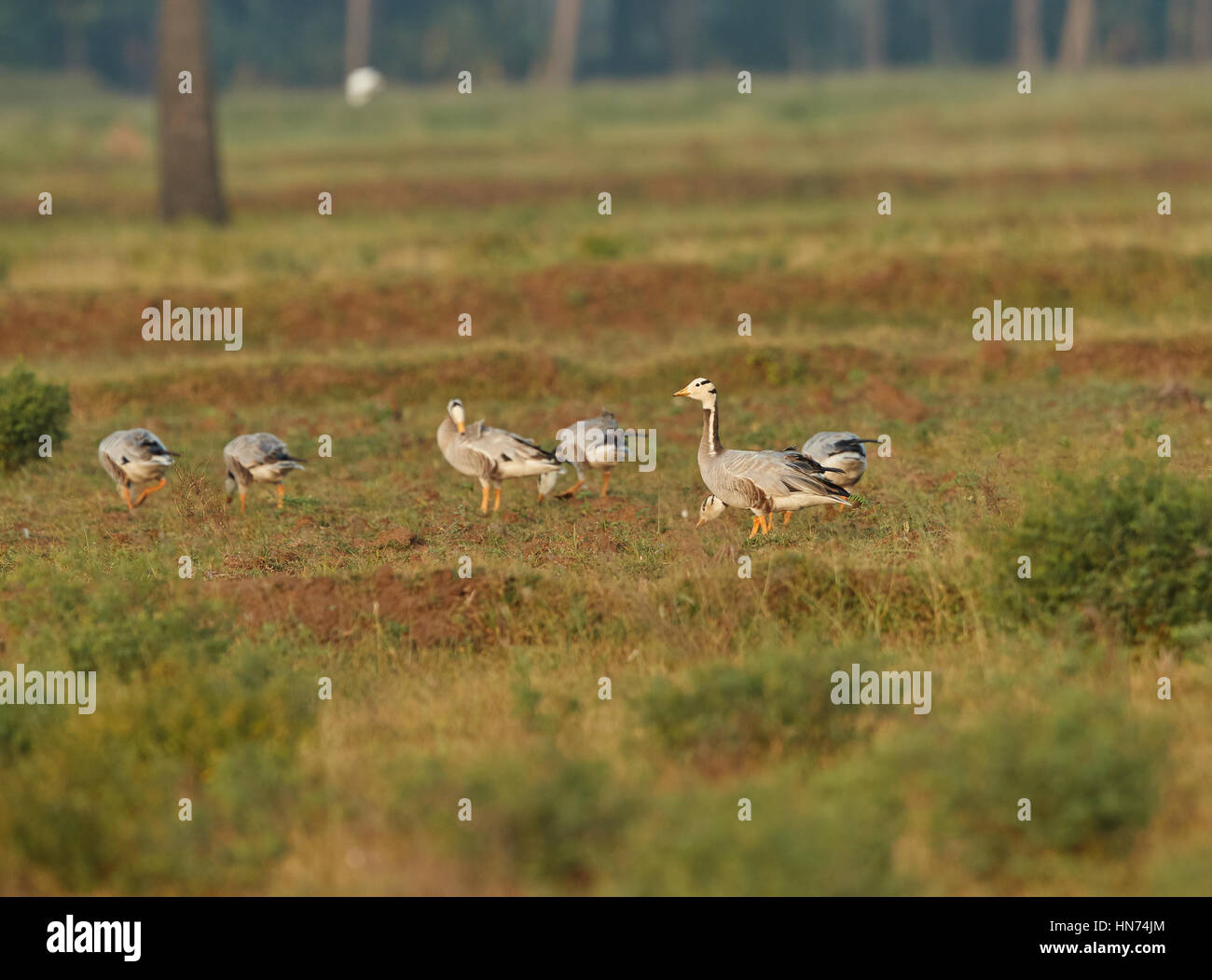Wild & noisy geese family with large flapping wings moving in harmony ...