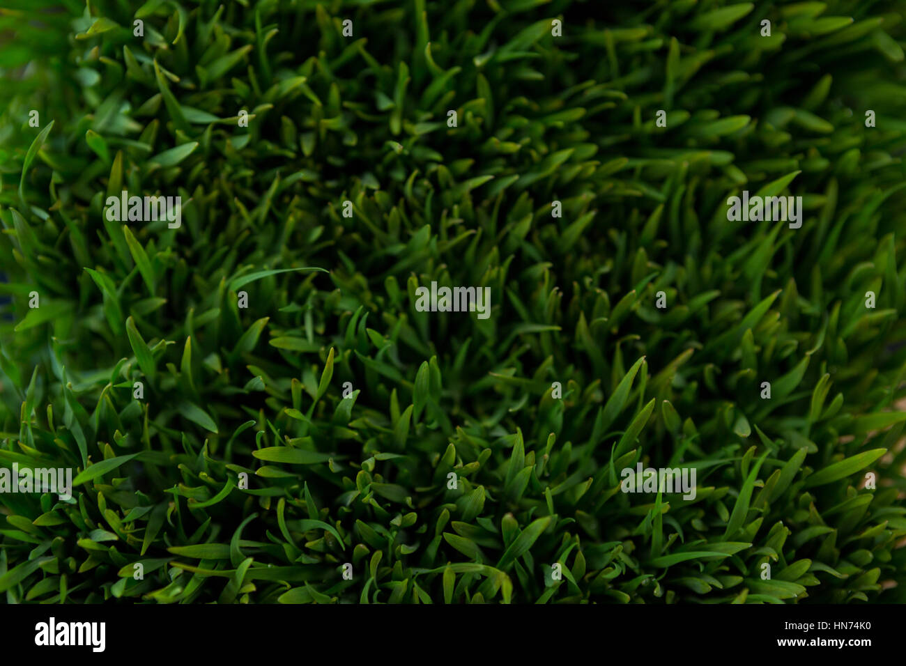 Close-up of green grass mat Stock Photo - Alamy