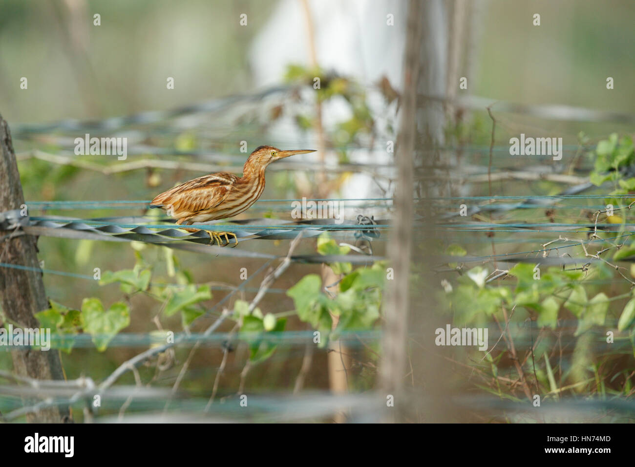 The yellow bittern is a small bittern Stock Photo - Alamy