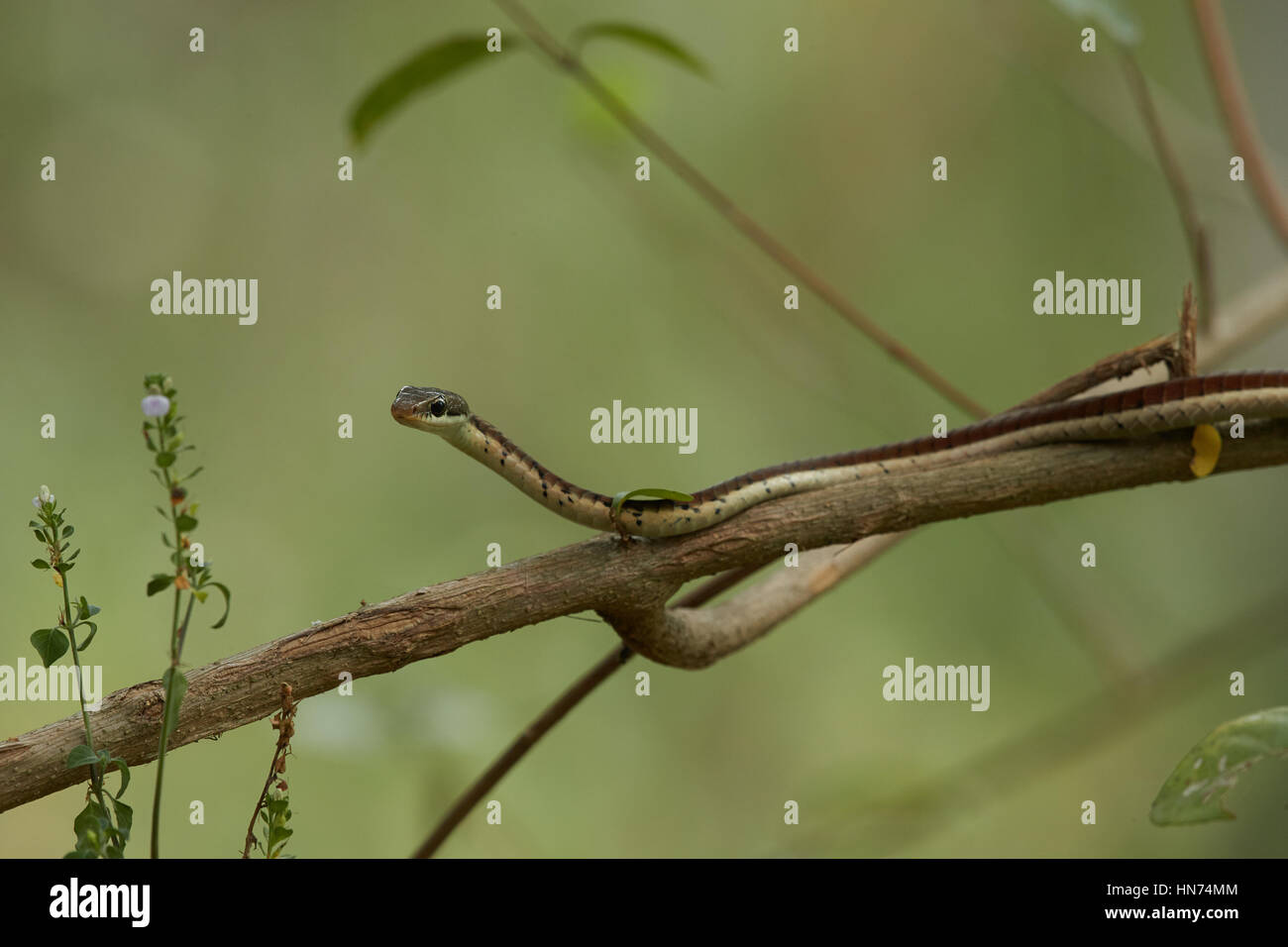 A common bronze back tree snake lying motionless on a tree branch camouflaging itself from its ...