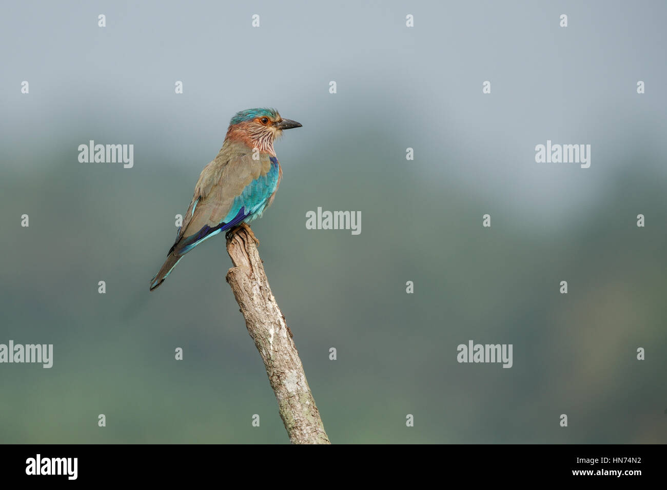 Sparkling tiny blue & violet bird Indian Roller perched on a dead ...