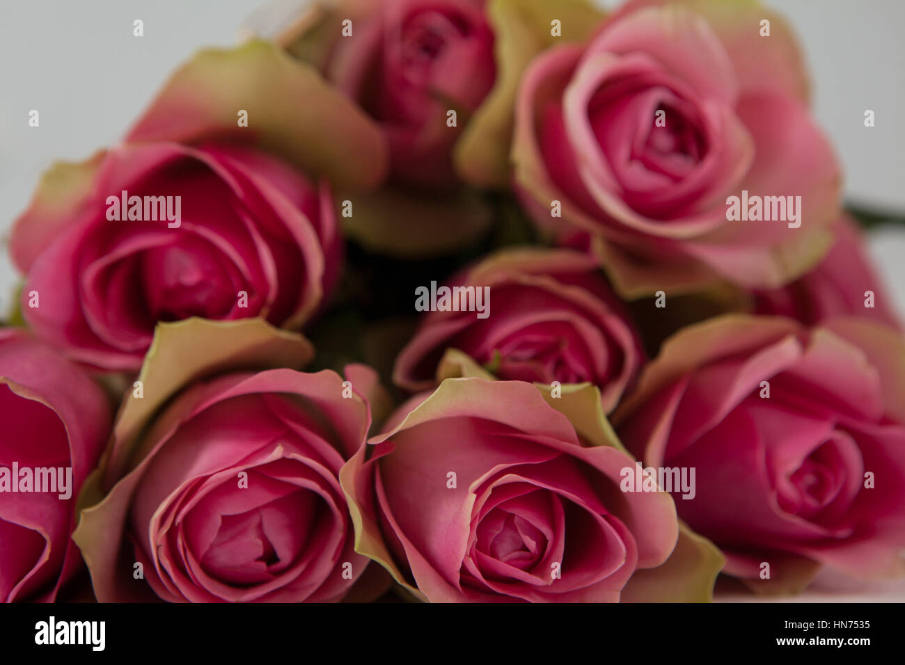 Close-up of pink roses Stock Photo - Alamy