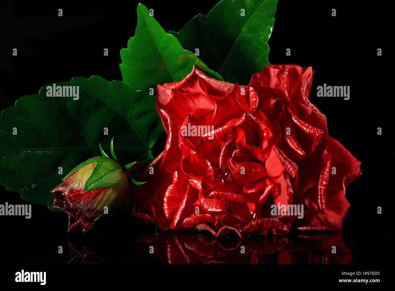close up of rose lay on black background isolated Stock Photo - Alamy