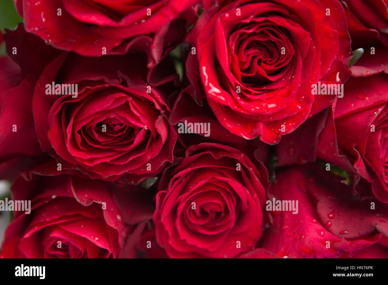 Bunch of red roses on white background Stock Photo - Alamy
