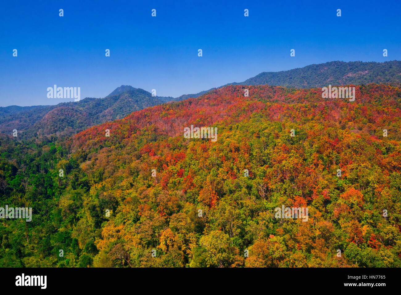Aerial view of autumn forest Stock Photo - Alamy