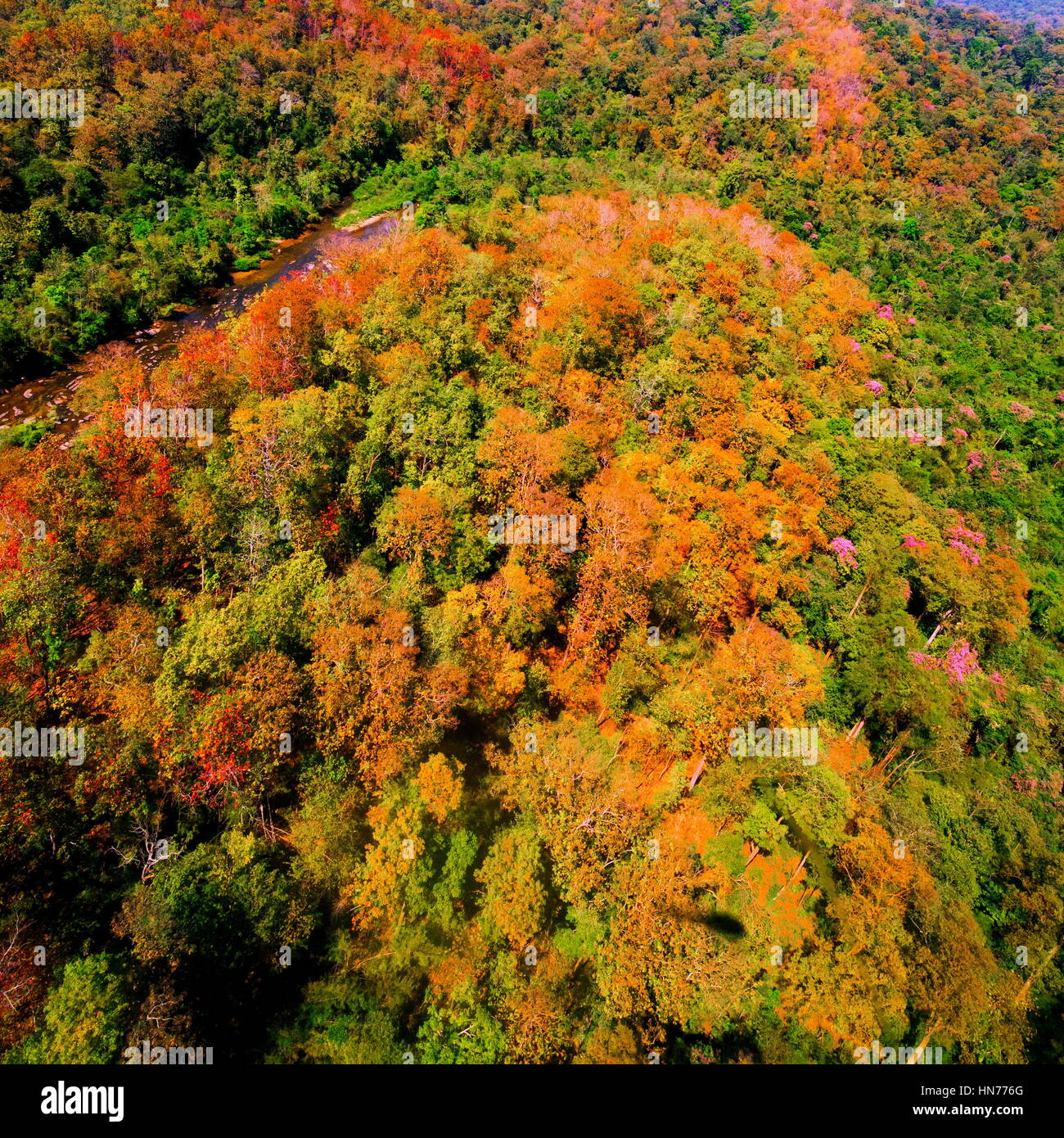 Aerial view of autumn forest Stock Photo - Alamy