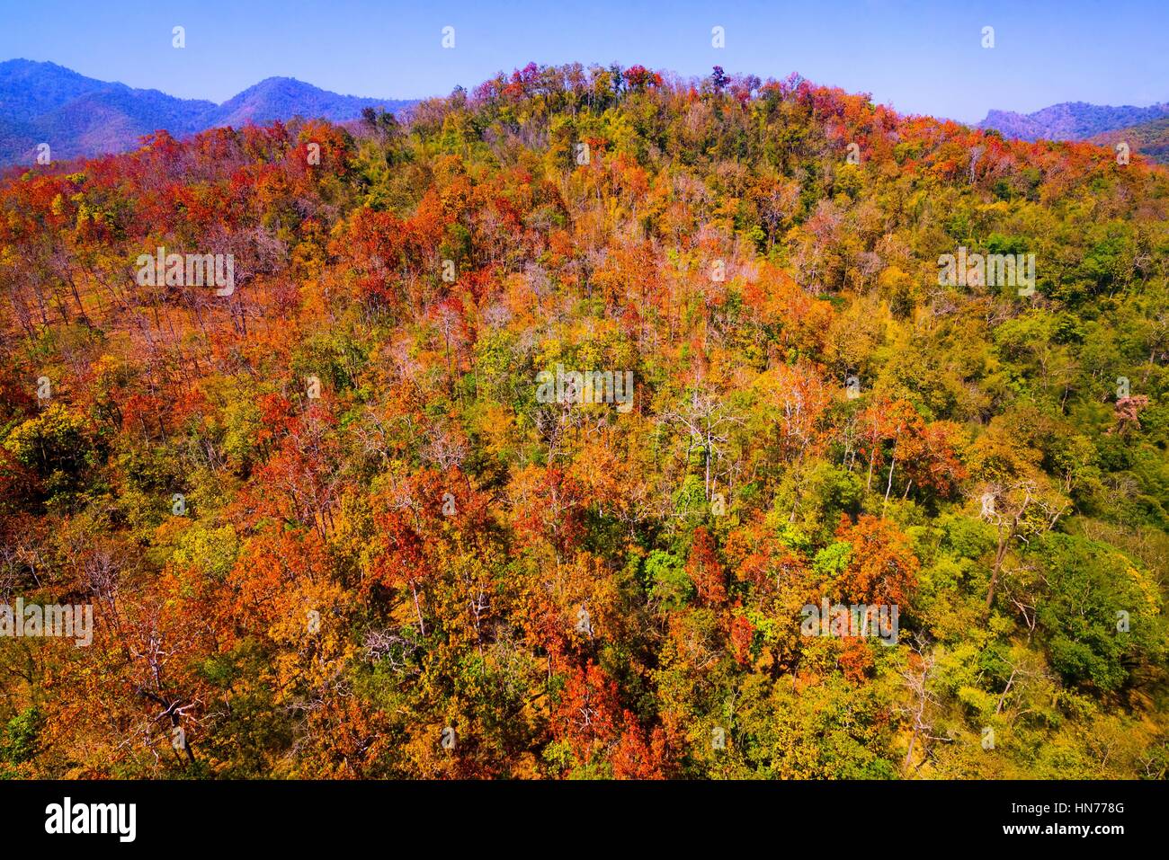 Aerial view of autumn forest Stock Photo - Alamy