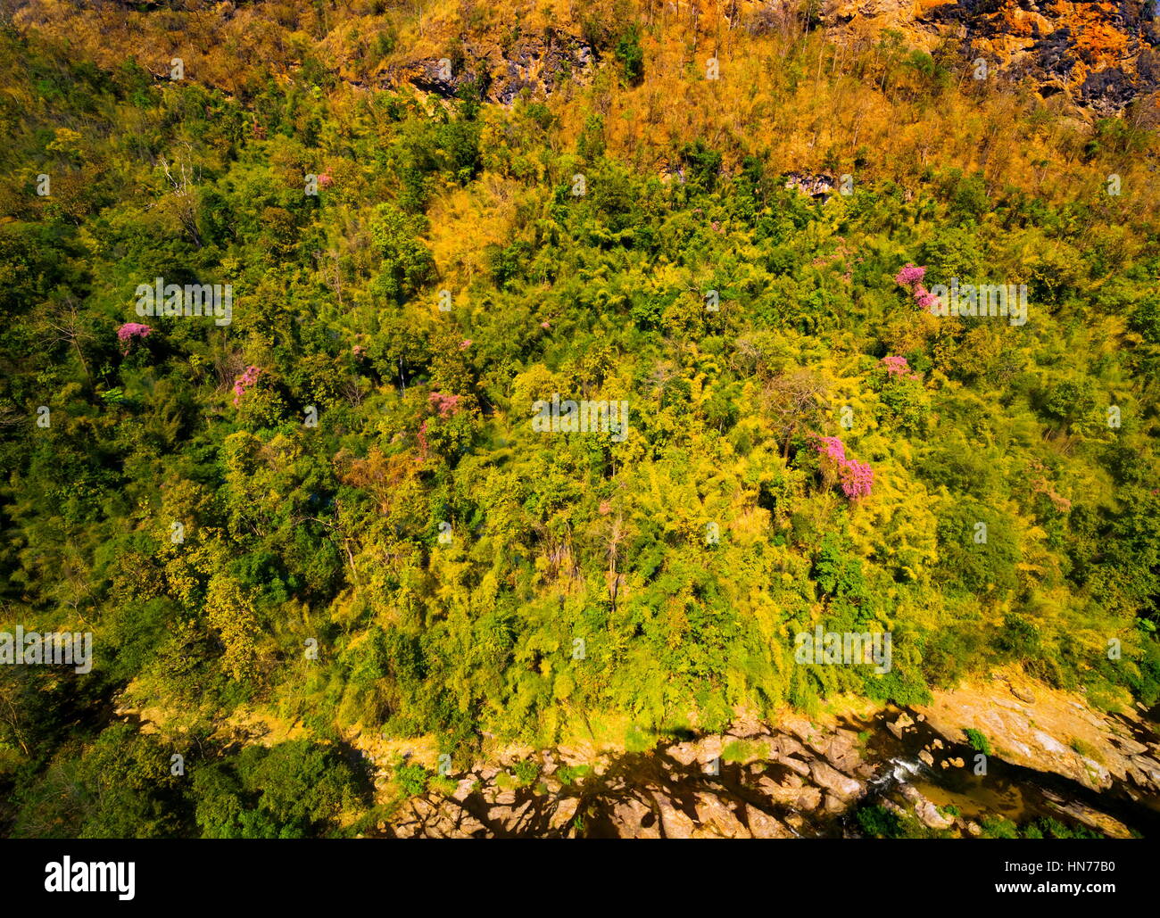Aerial view of autumn forest Stock Photo - Alamy