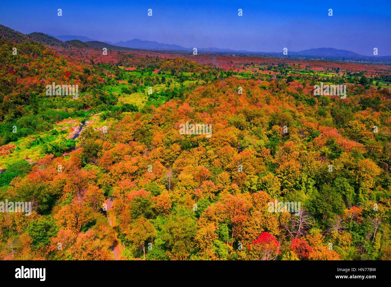Aerial view of autumn forest Stock Photo - Alamy