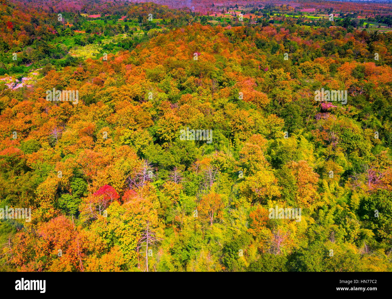 Aerial view of autumn forest Stock Photo - Alamy