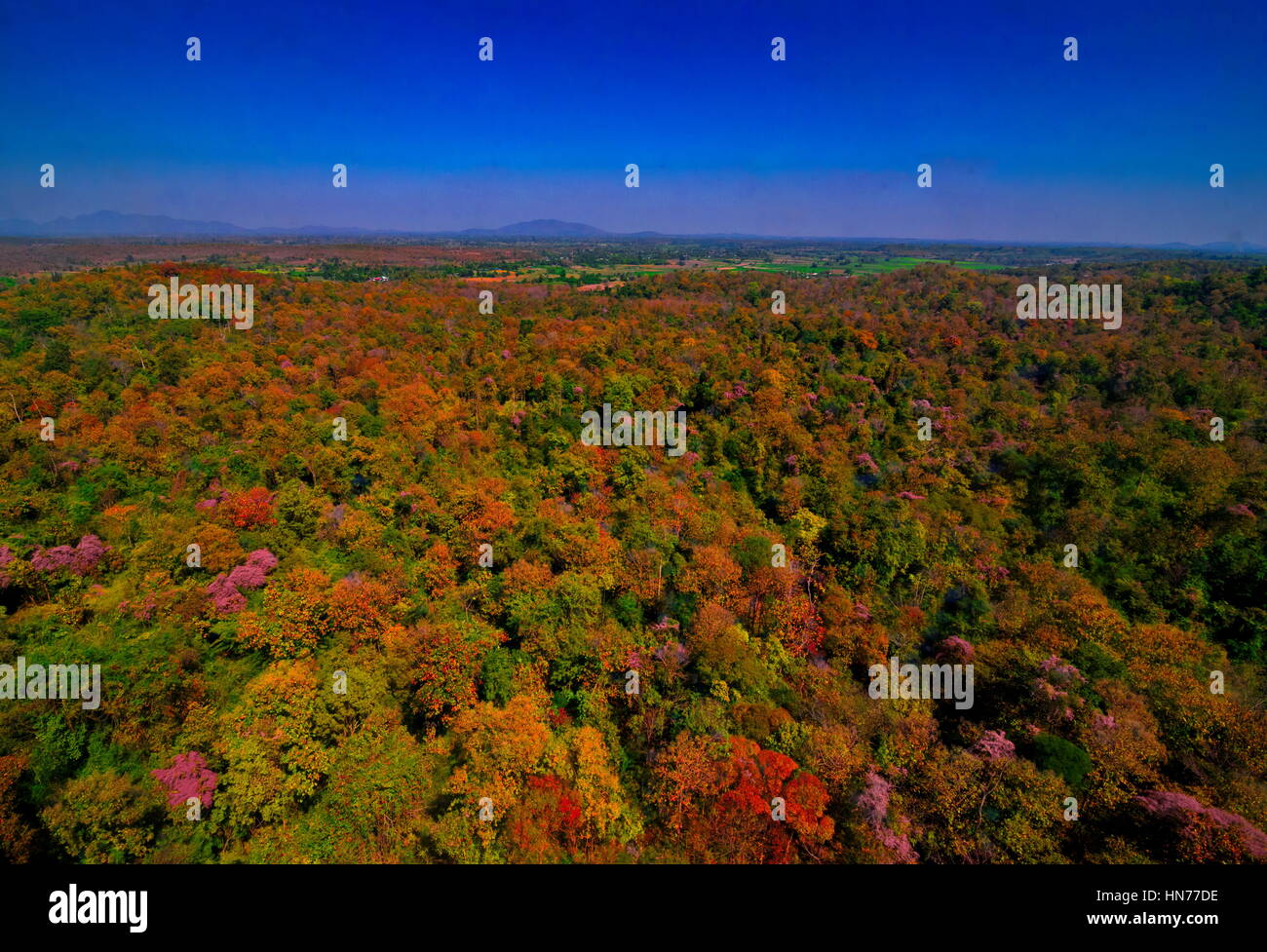 Aerial view of autumn forest Stock Photo - Alamy