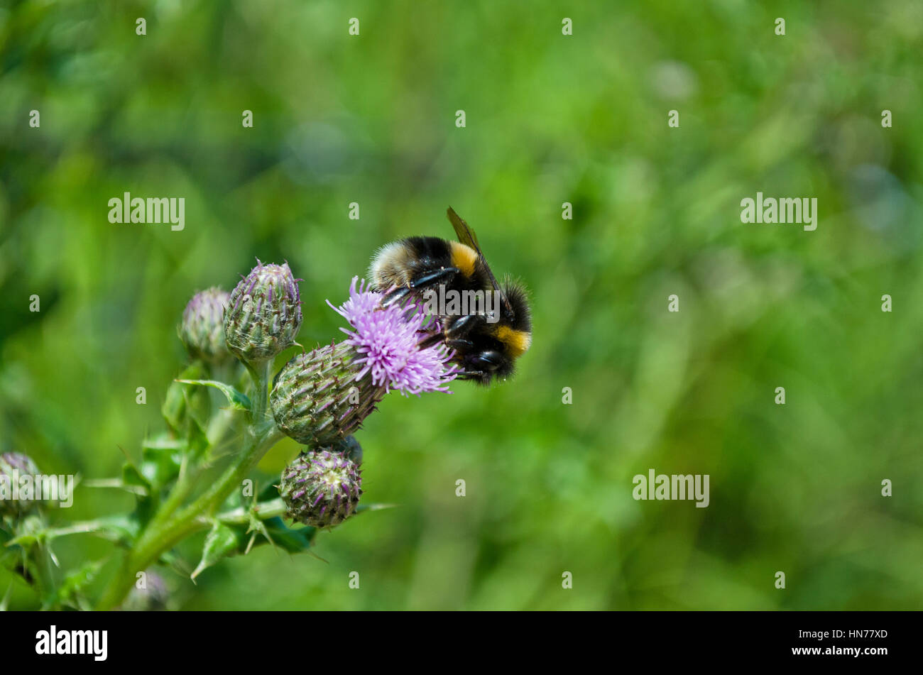 bumble bee pollinating the flowers in rural outdoors Stock Photo - Alamy
