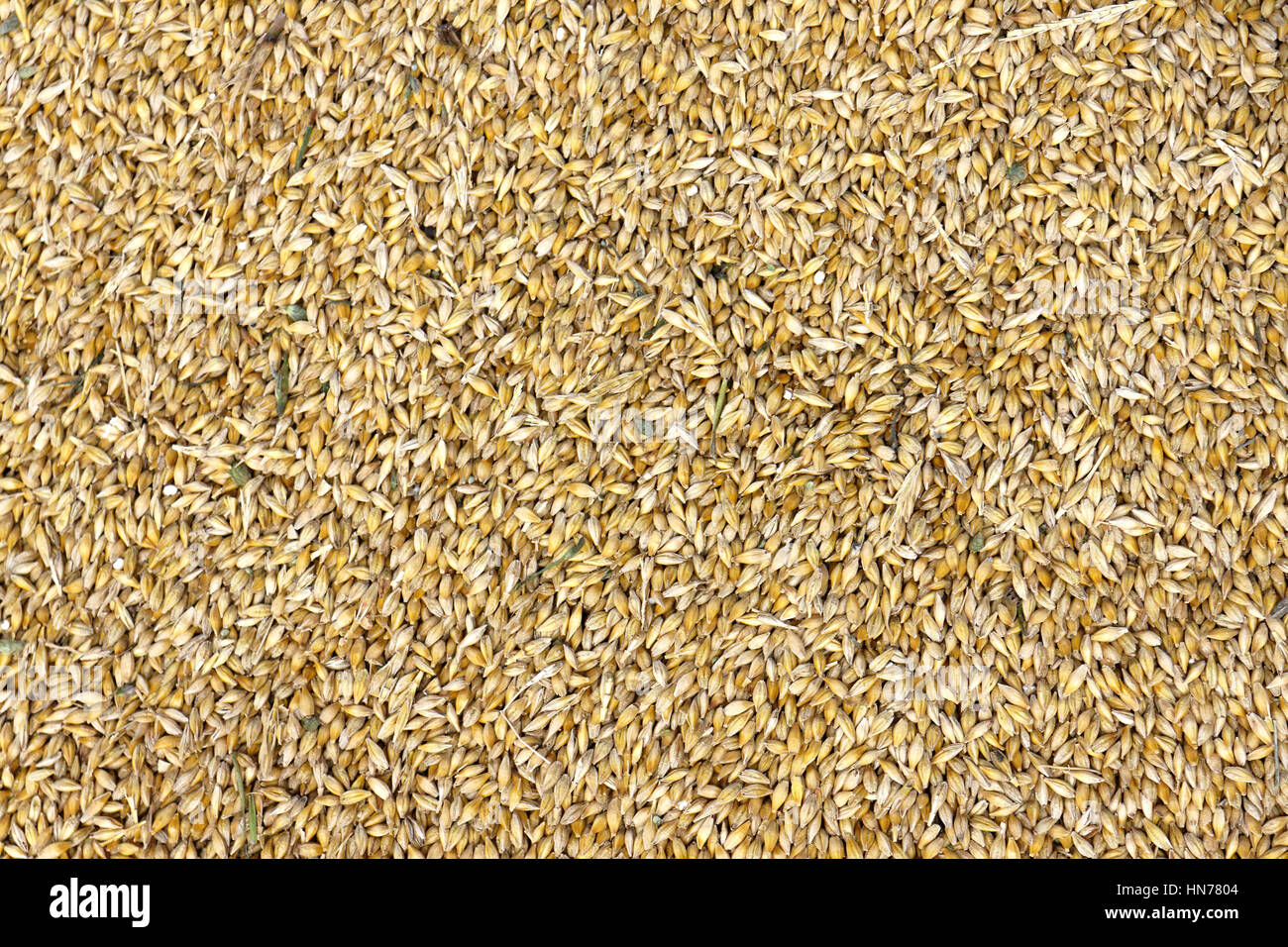 Background made of wheat grains. Wheat grains texture, top view Stock ...