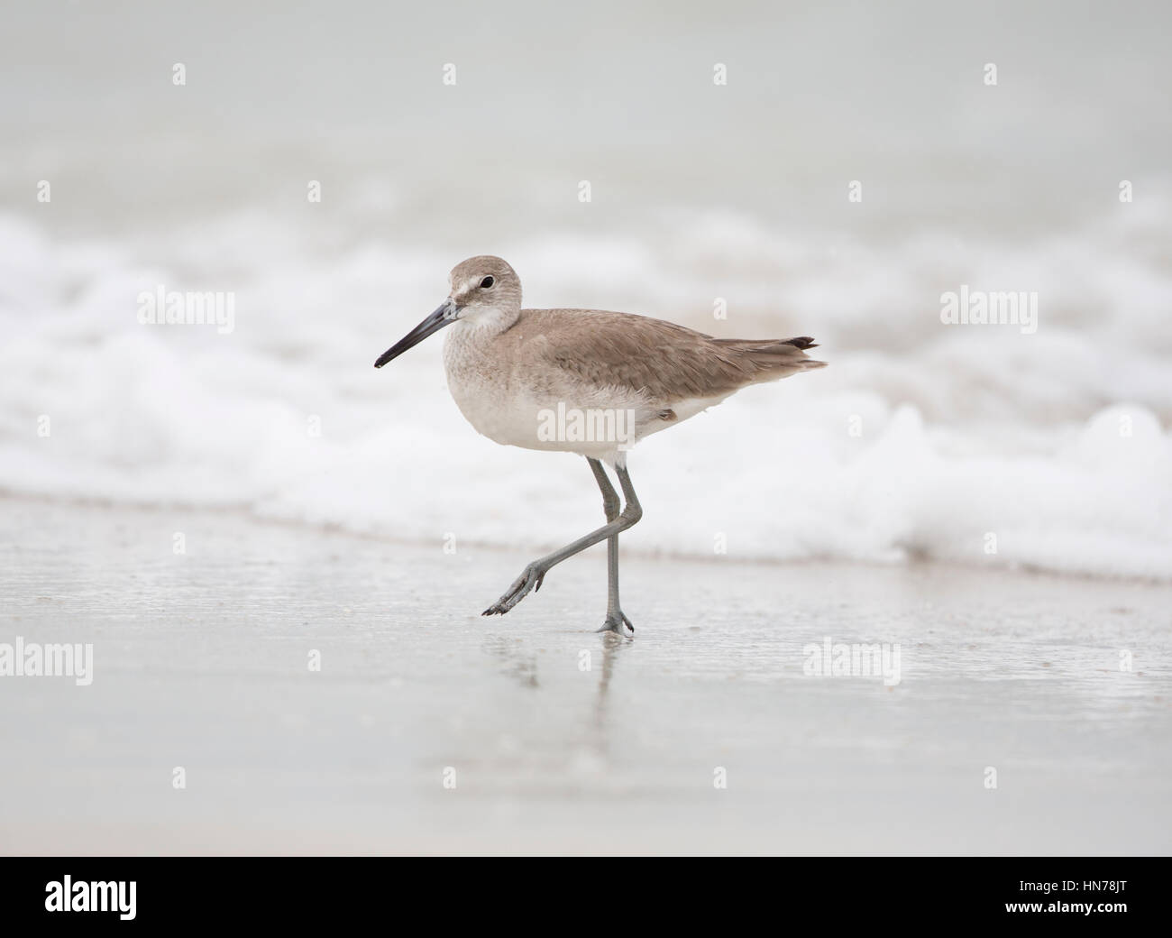 Naples beaches hi-res stock photography and images - Alamy