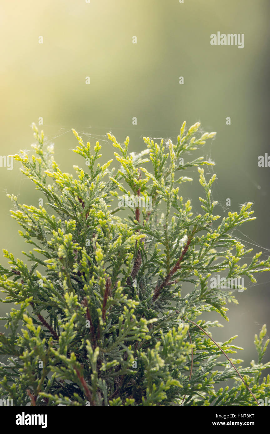 green cypress in the sun Stock Photo - Alamy