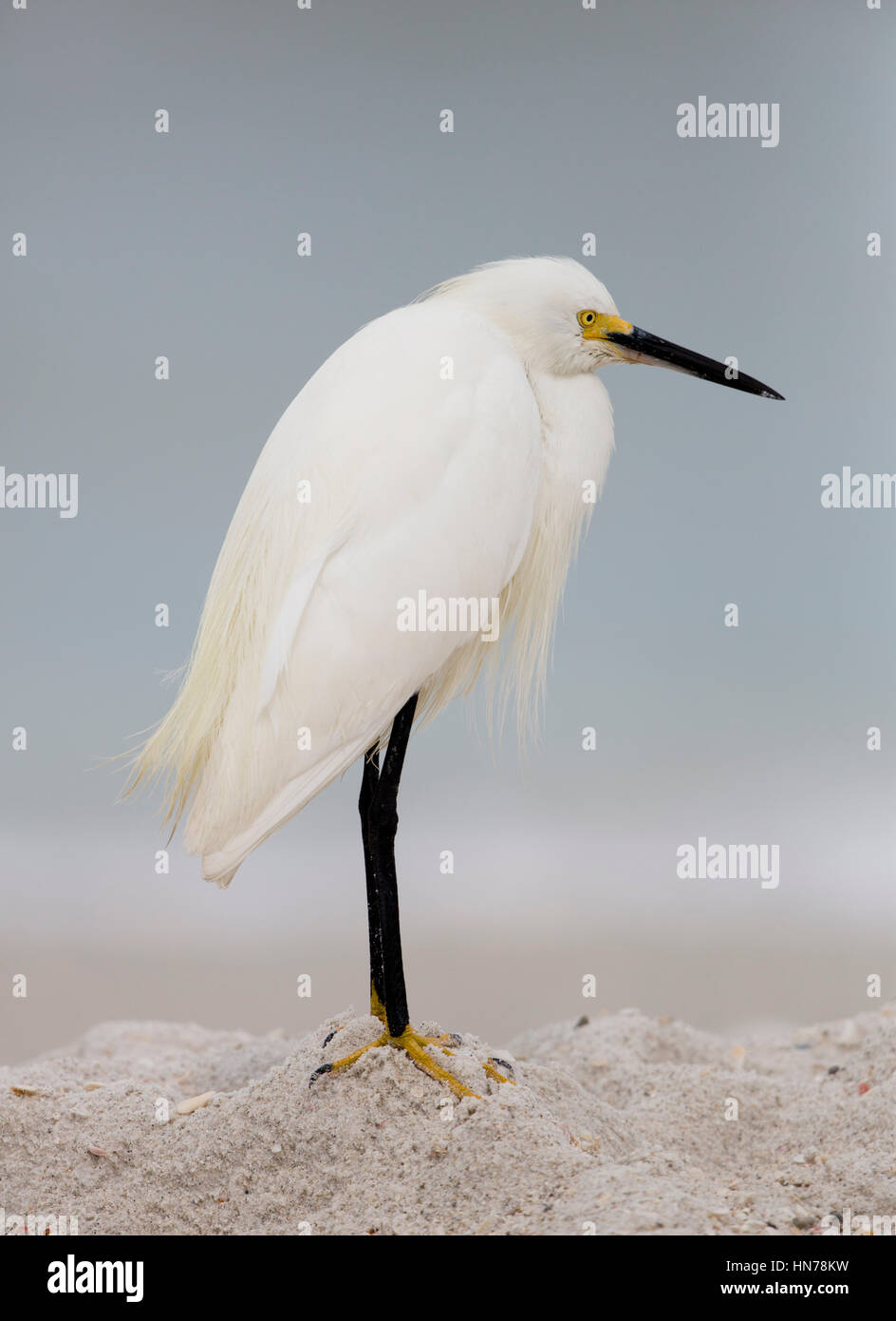Snowy Egret (Egretta thula) in Florida Stock Photo - Alamy