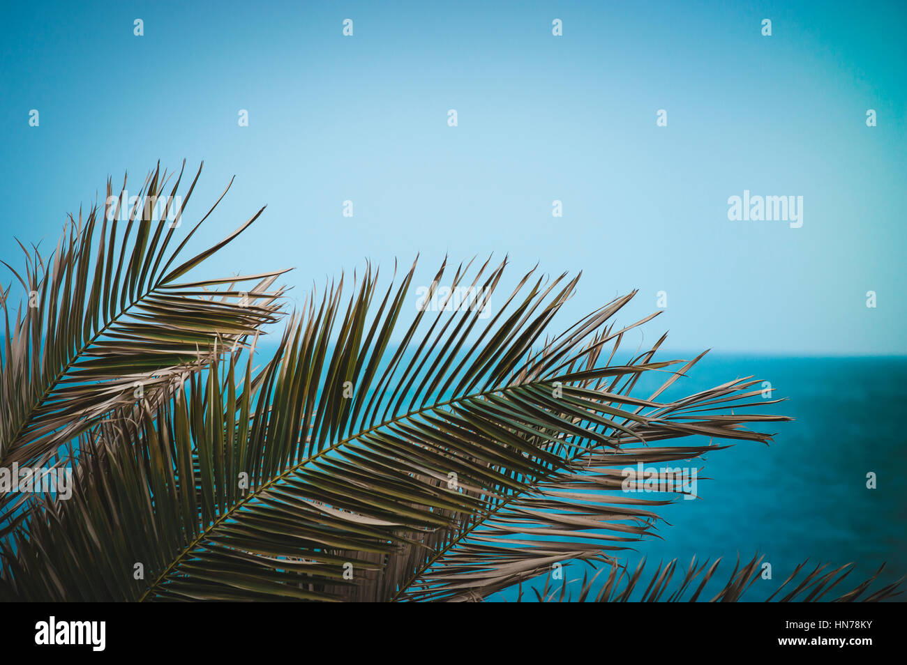 Palm paradise sea hi-res stock photography and images - Alamy