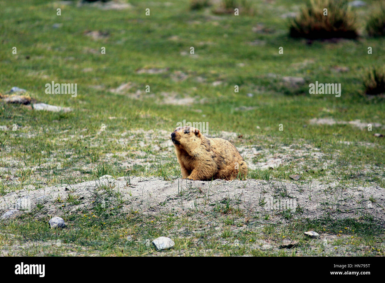 Himalayan portraits hi-res stock photography and images - Alamy