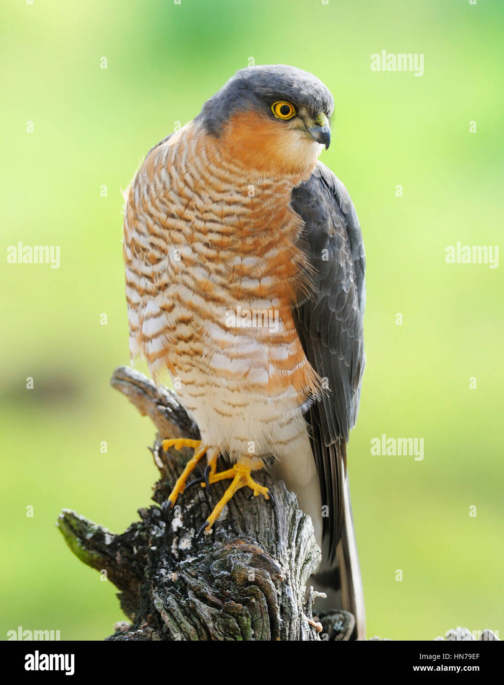 Sparrowhawk Sparrow Hawk (Accipiter nisus) preys on small birds Stock ...