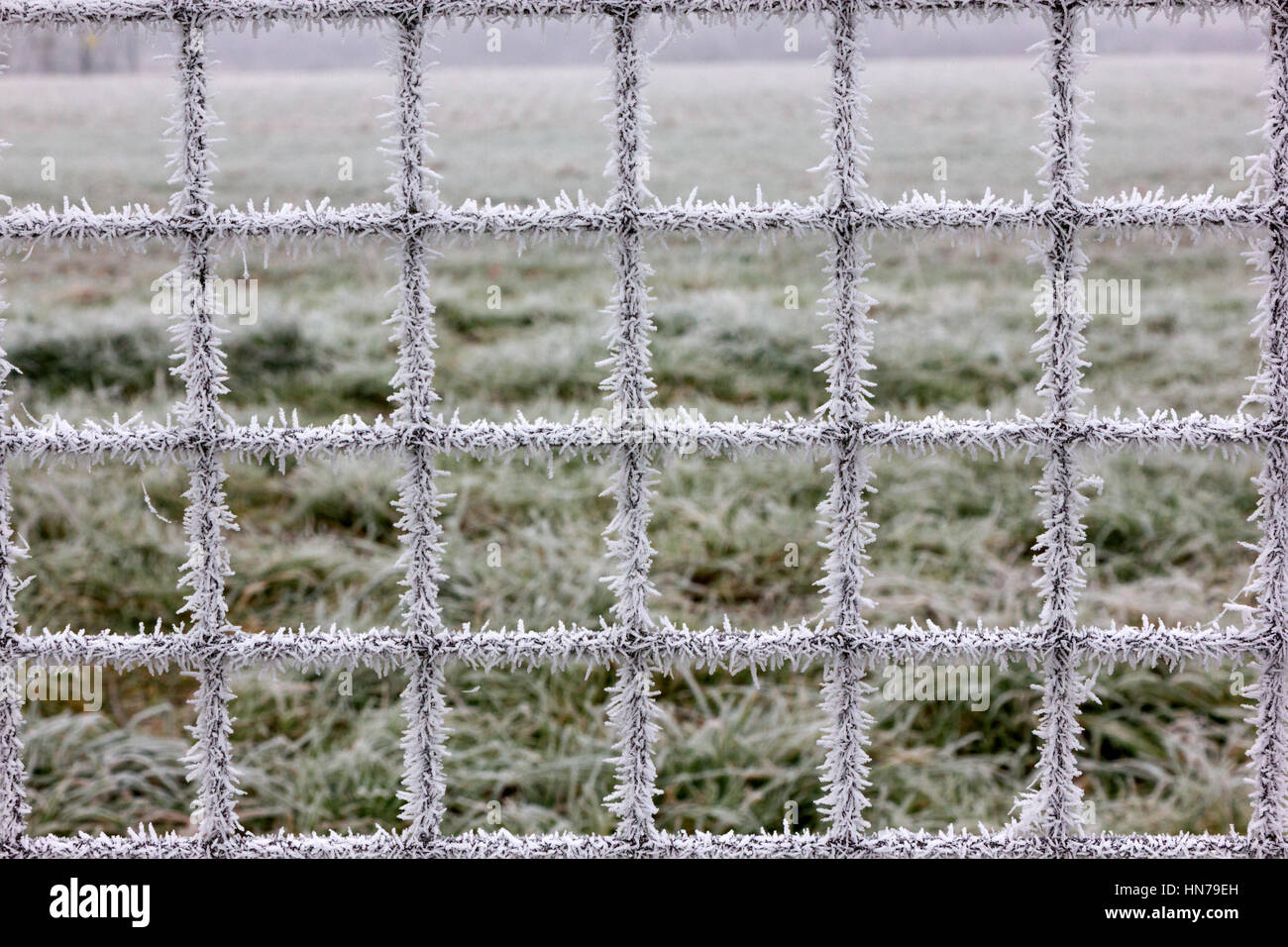 Heavy frost on grass hi-res stock photography and images - Alamy