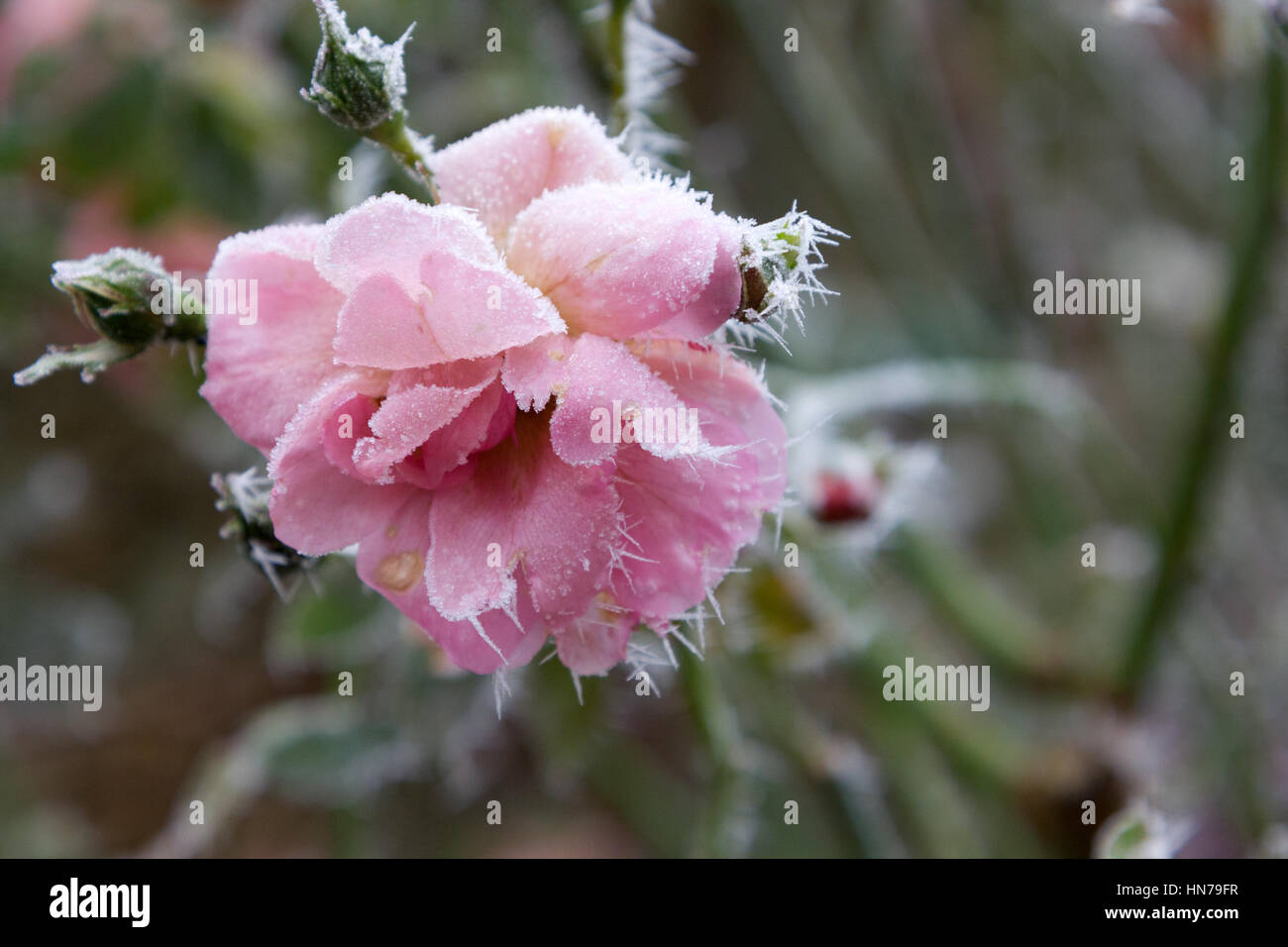 pink wild rose with frost Stock Photo - Alamy