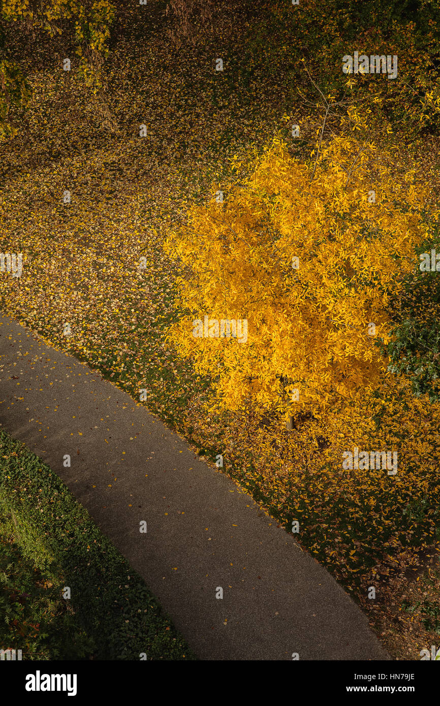 Autumn Leaves seen from above Stock Photo - Alamy
