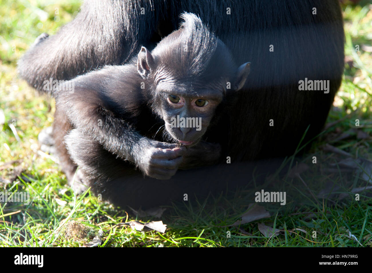 Chimp arms hi-res stock photography and images - Alamy