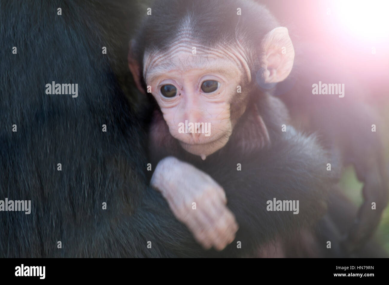Young chimp in the arms of the mother chimpansee Stock Photo - Alamy