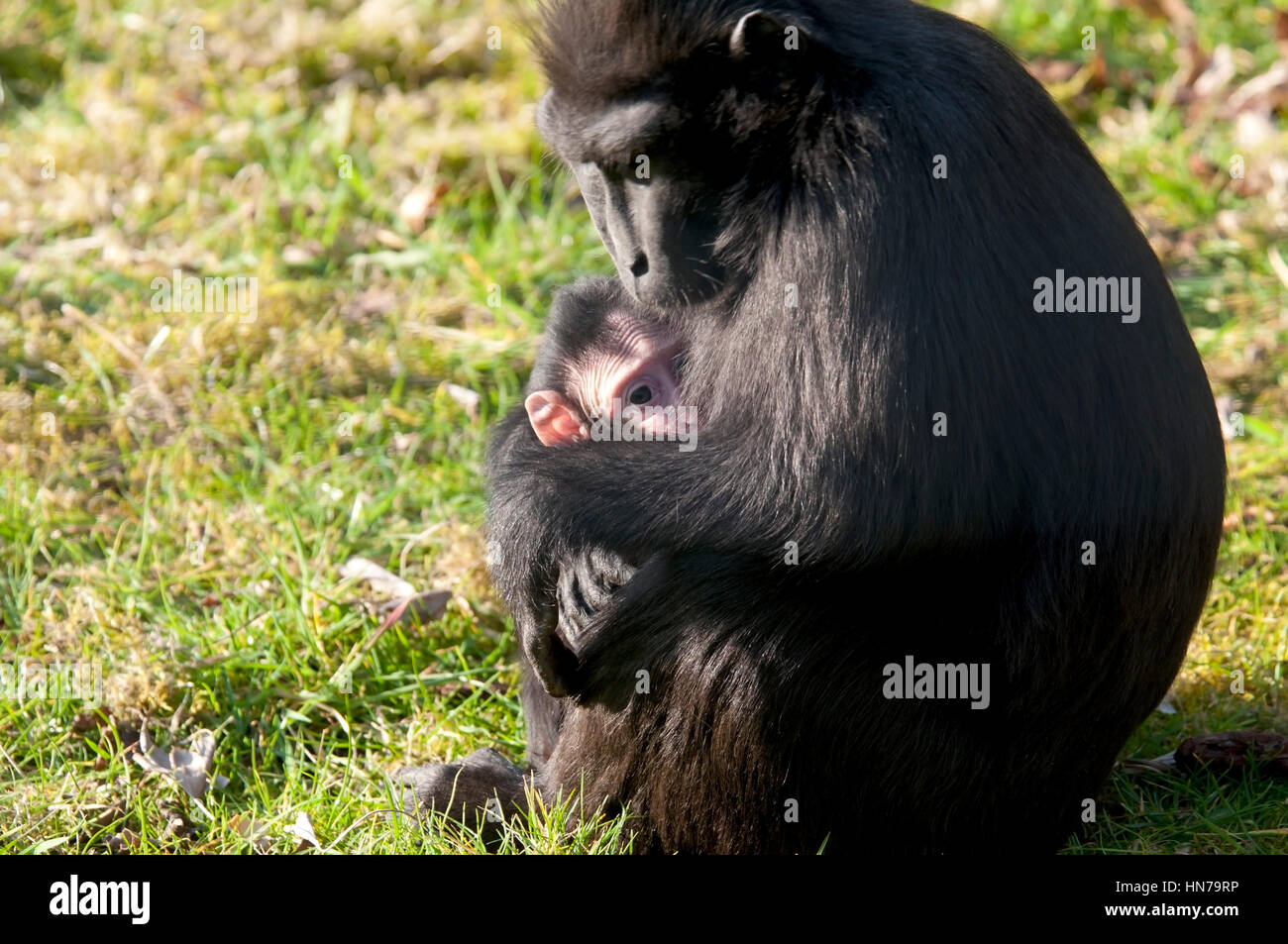 Young chimp in the arms of the mother chimpansee Stock Photo - Alamy
