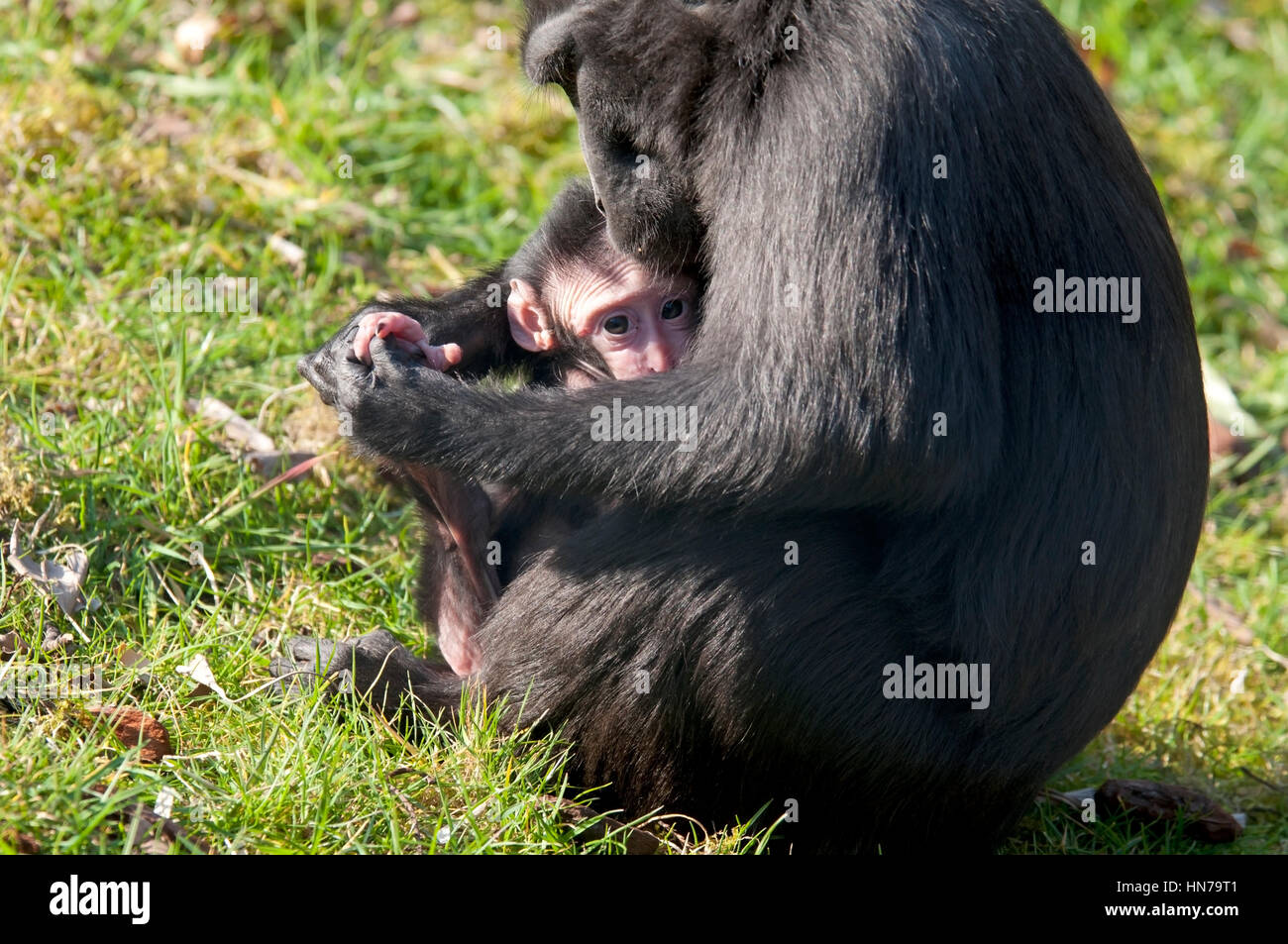 Young chimp in the arms of the mother chimpansee Stock Photo - Alamy