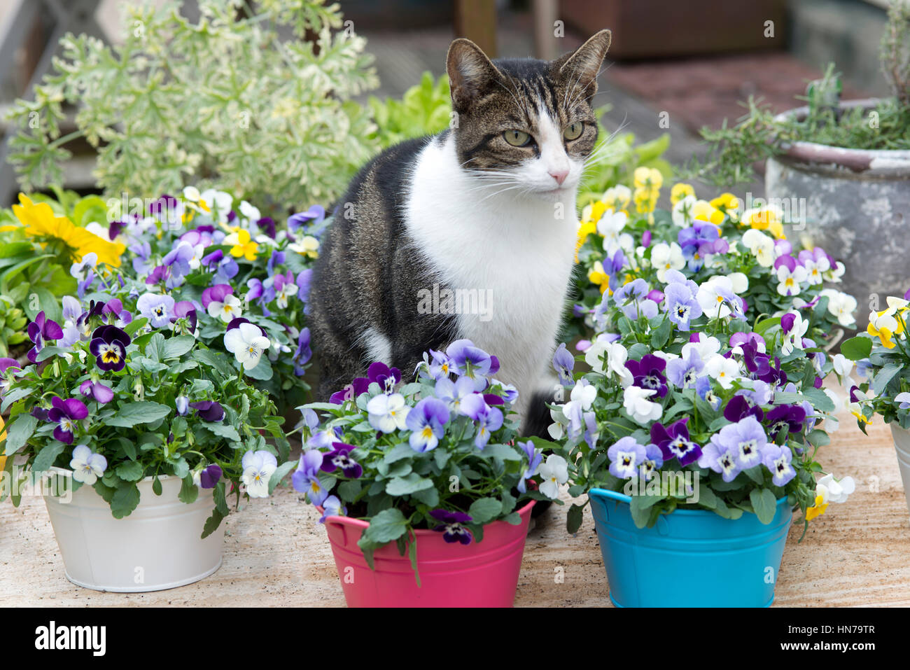 Beautiful cat in between colored pansy flowers The Netherlands Stock ...