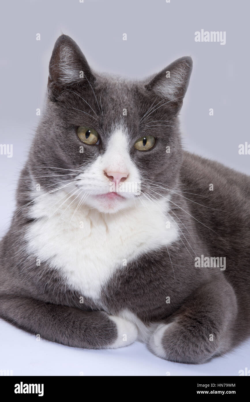 beautiful main coon cat Stock Photo - Alamy