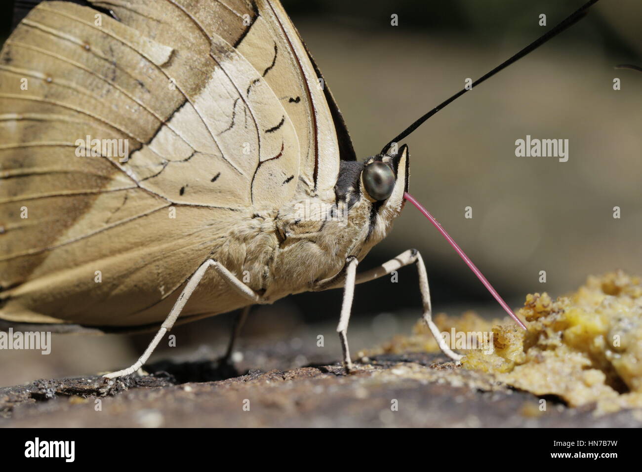 White spotted prepona hi-res stock photography and images - Alamy