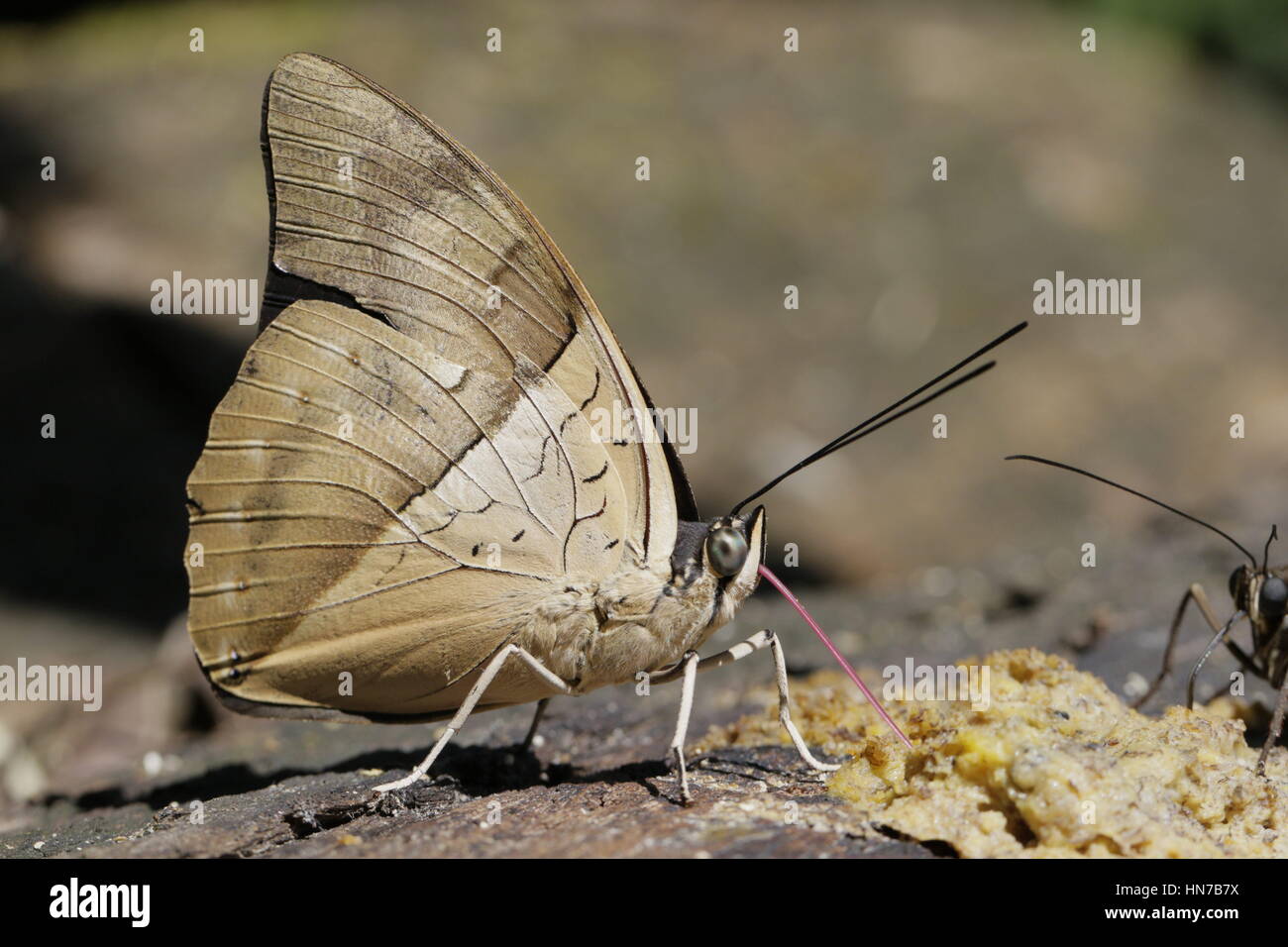 White-spotted Prepona, Archaeoprepona amphimacus, feeding on rotten ...