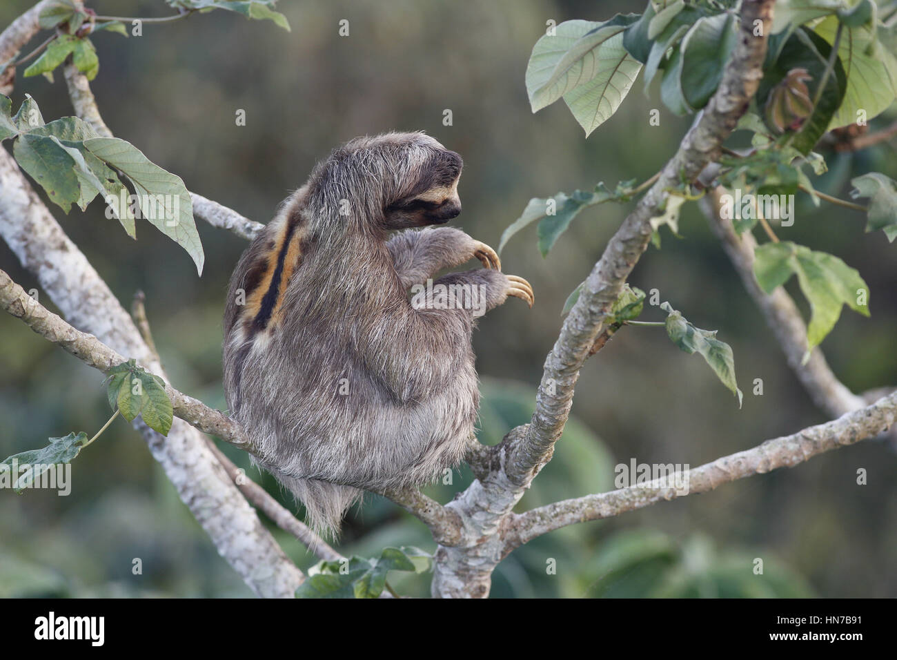 Three Toed Sloth Claw High Resolution Stock Photography and Images - Alamy