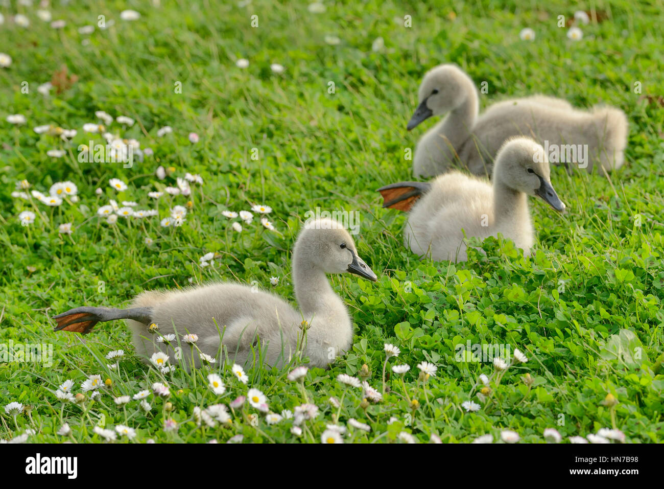 Black Swan Cygnus atratus Cygnets on the grass Photographed in Victoria ...