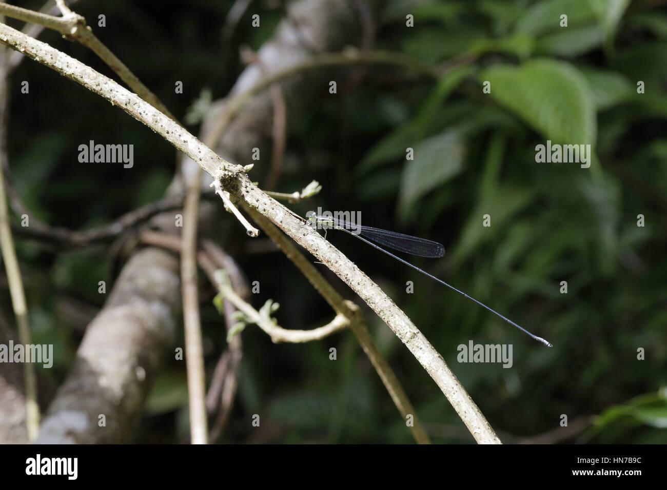 Helicopter Damselfly High Resolution Stock Photography and Images - Alamy