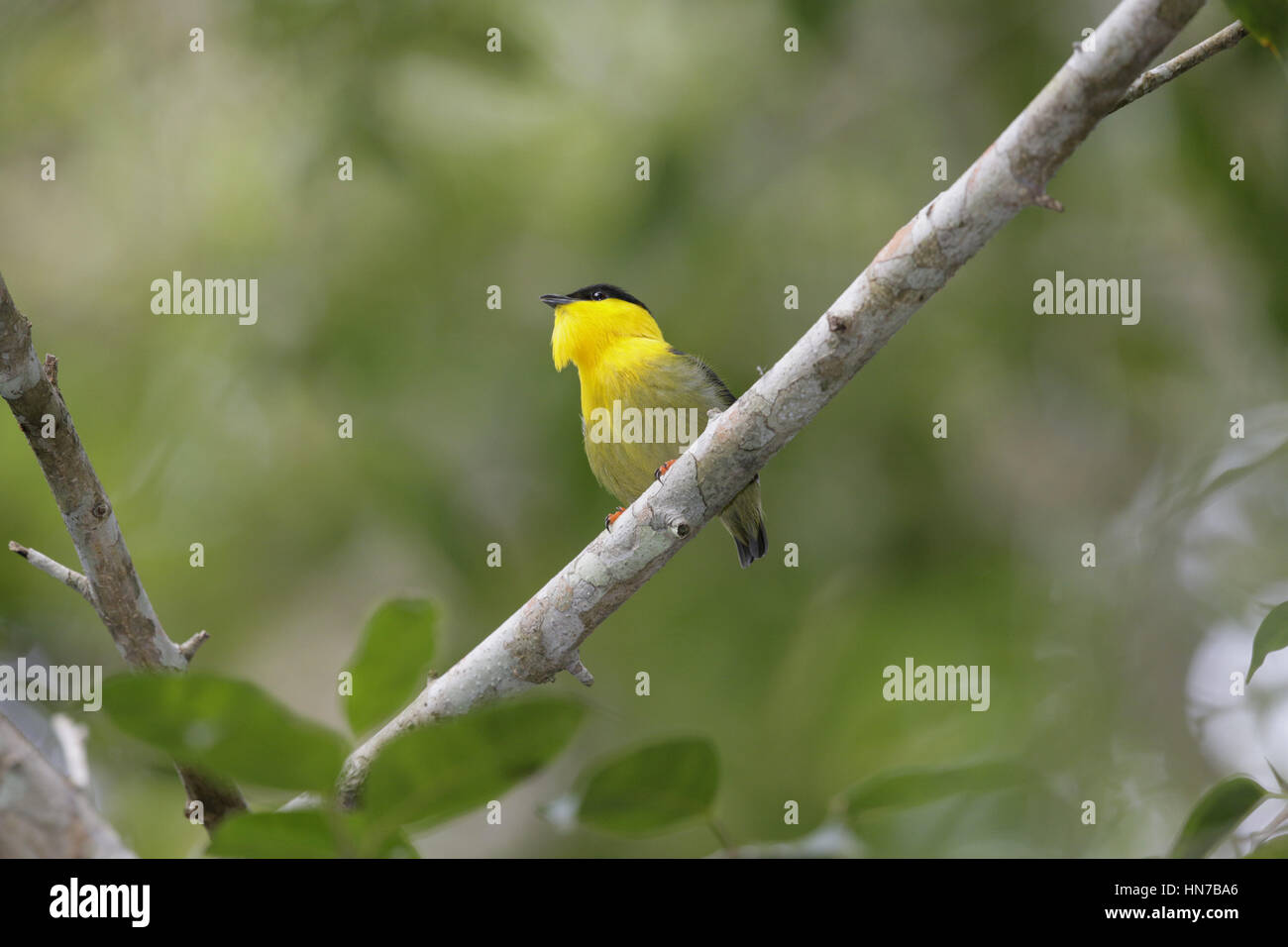 Vitellinus hi-res stock photography and images - Alamy