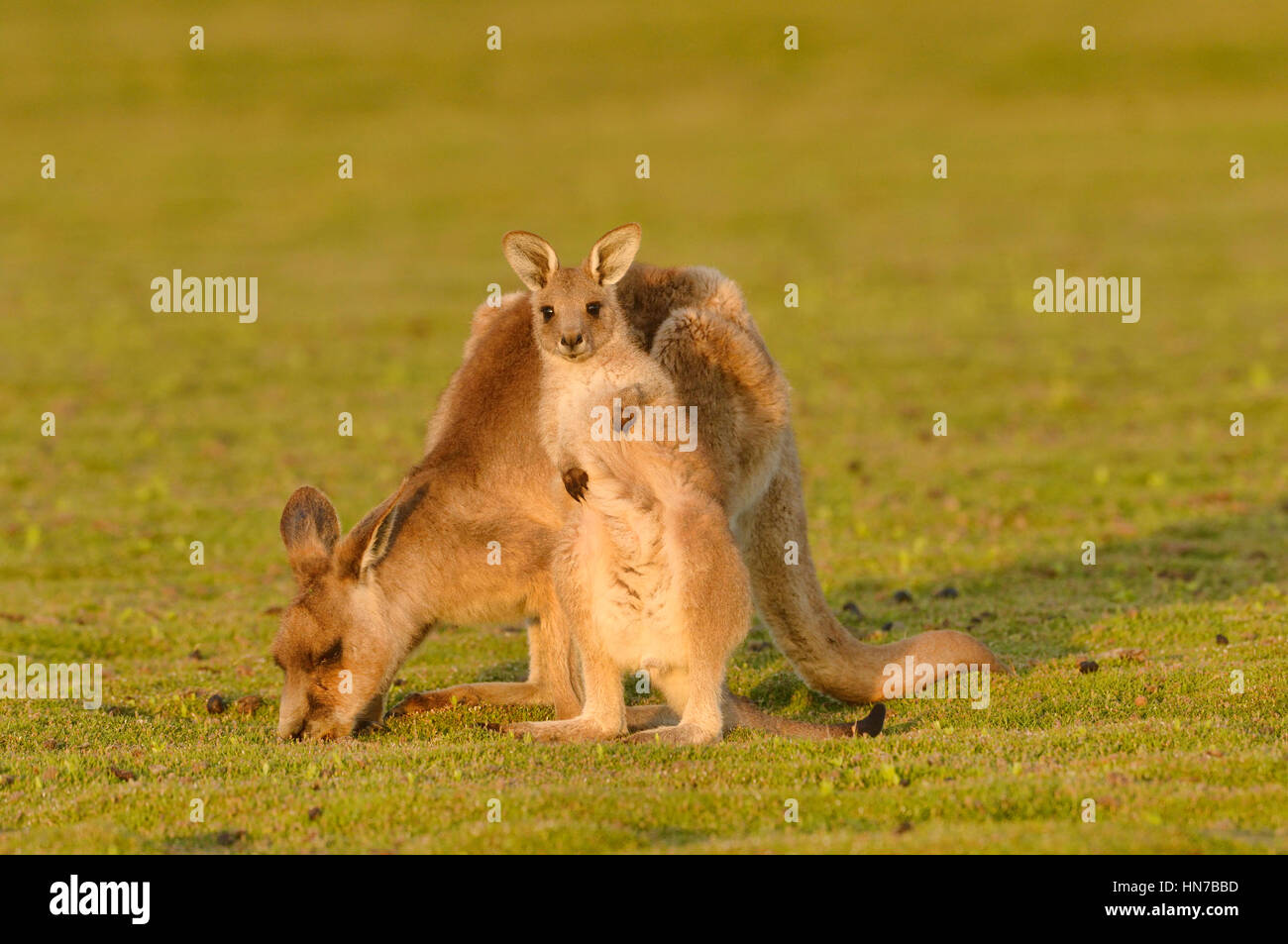 Forester Kangaroo Macropus giganteus Female with joey Photographed in ...