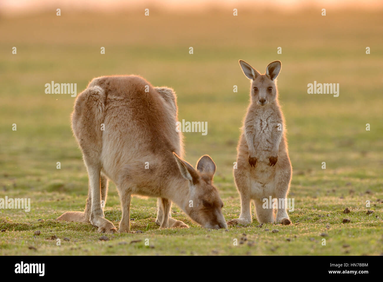 Forester Kangaroo Macropus giganteus Female with joey Photographed in ...