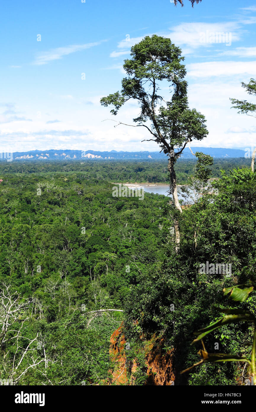Amazon forest in the Madidi National Park, Bolivia Madidi National Park ...