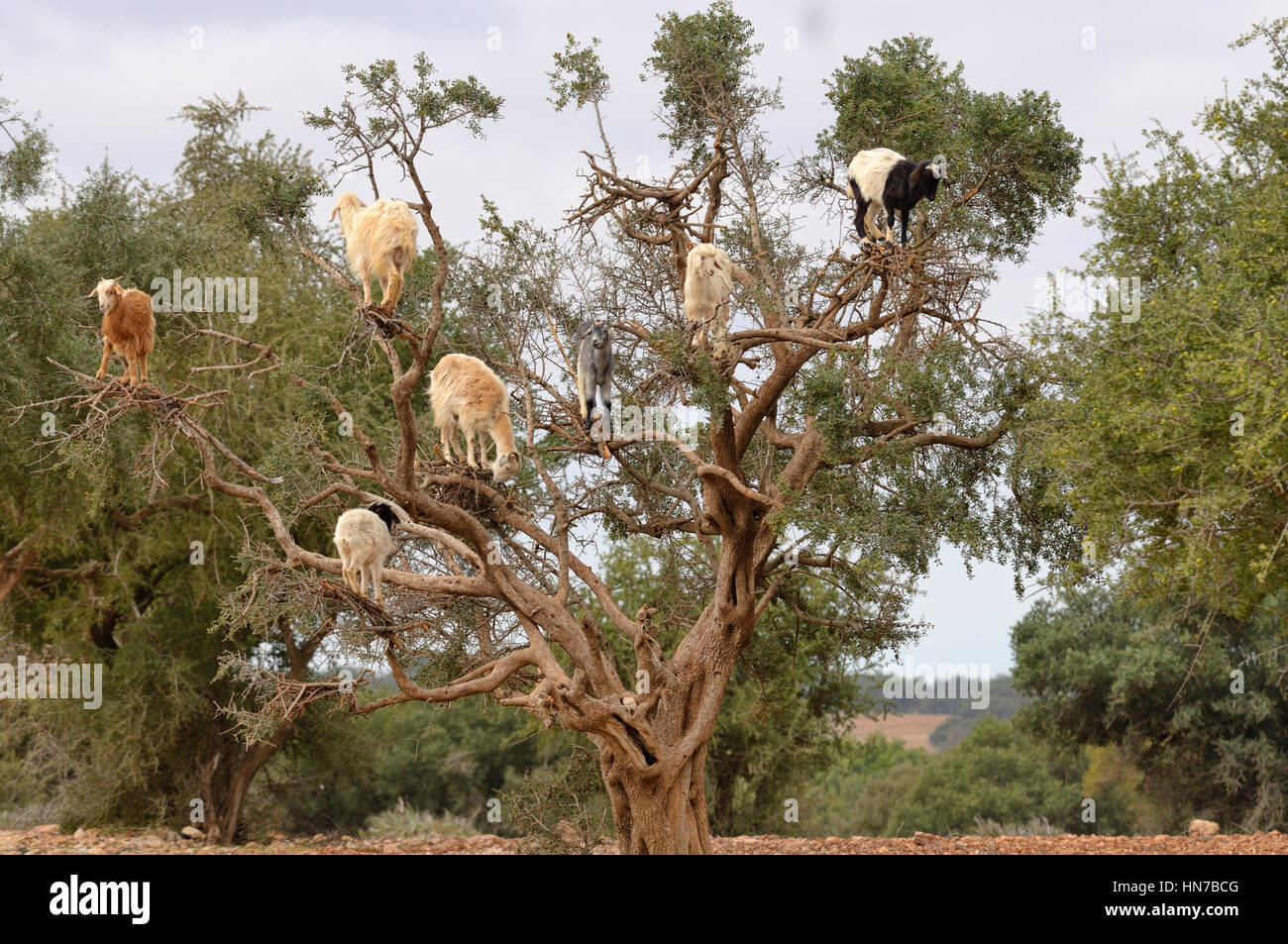 Goat capra aegagrus hircus climbing argan tree photographed near ...