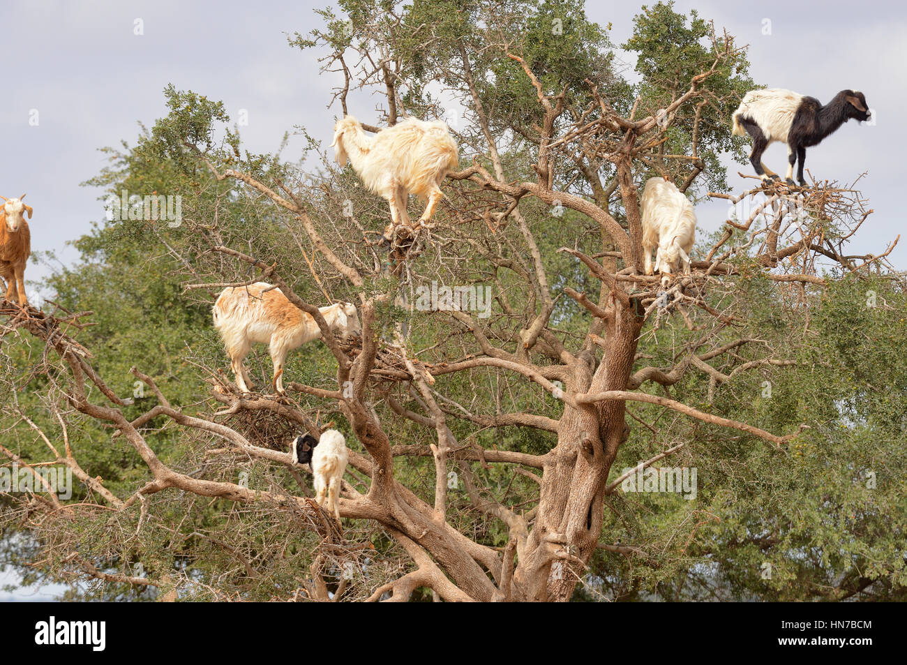 Argan tree hi-res stock photography and images - Alamy