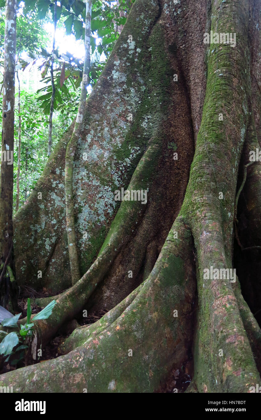 Trunk of a majestic ceiba. Amazon forest in the Madidi National Park ...